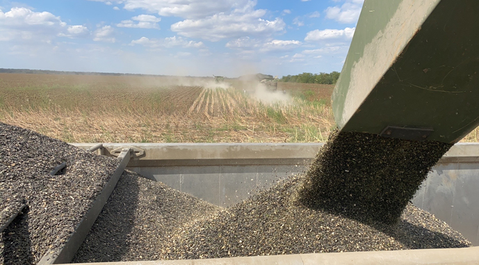 Ціни на соняшник оновили максимум за час війни — AgroPortal.ua